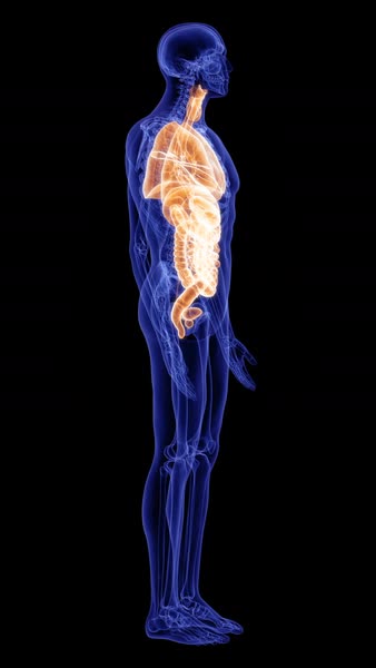 Human body against a black background showing the internal organs ...