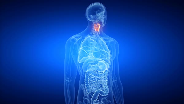 Human body rotating against a blue background, showing the larynx ...