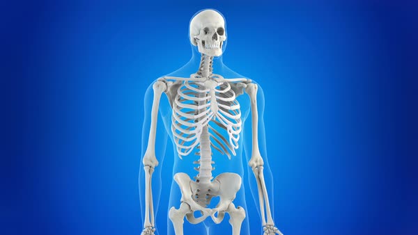 Human skeleton against a blue background, and zooming in to the jaw ...