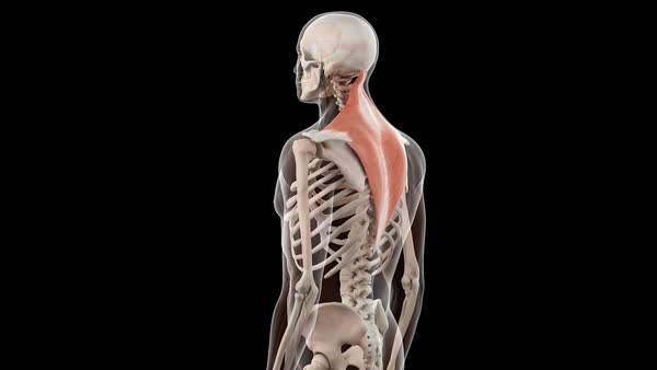Rotation of the human skeleton showing the trapezius muscle in the back ...