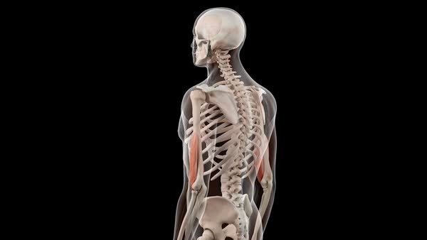 Rotation of the human upper body showing the brachialis muscles in the ...