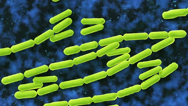 Bacteria multiplying - 4K Royalty-free Stock Video Footage | Dissolve