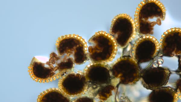 Microscope footage of spores being released from the sporangia of a ...