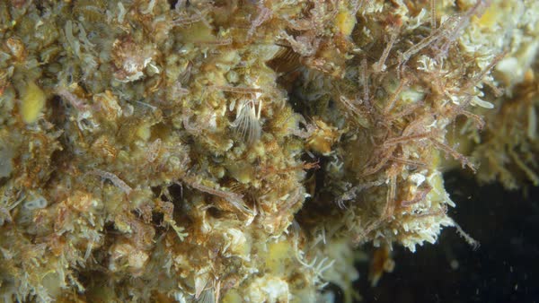 Acorn barnacle (Balanus balanus) feeding, using their branched ...