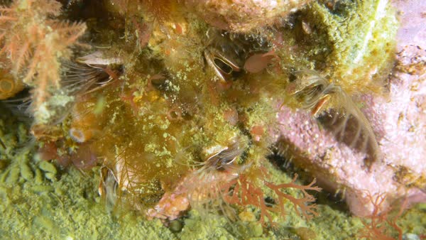 Acorn barnacles (Balanus balanus) feeding, using their branched ...