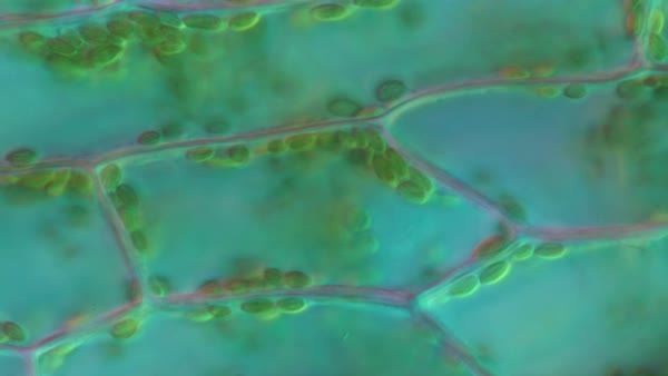 Chloroplast cyclosis in waterweed, microscopy - 4K Rights-managed Stock ...