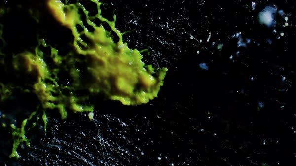 Slime mould moving, timelapse - 4K Rights-managed Stock Video Footage ...