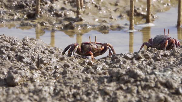 Female fiddler crab feeding on estuarine mud - HD Rights-managed Stock ...