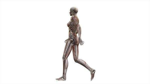 Computer animation of the female body walking showing internal organs ...