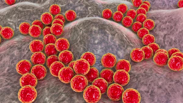 Staphylococcus bacteria, animation - HD Royalty-free Stock Video ...