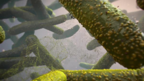Bacteria destroyed by macrophage virus - Stock Video Footage - Dissolve