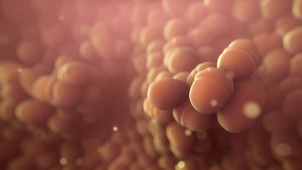 Ruminococcus bacteria in intestine - HD Rights-managed Stock Video ...