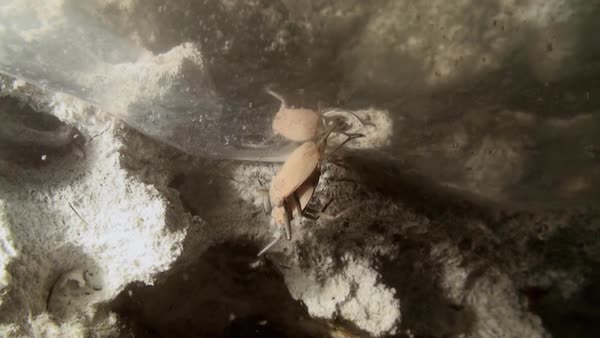 Water scorpions, Movile Cave, Romania - HD Rights-managed Stock Video ...