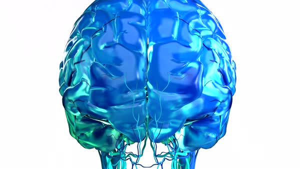 Human brain and cranial nerves, animation - 4K Royalty-free Stock Video ...