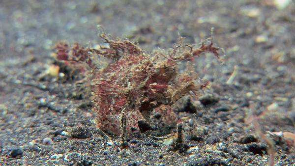 Ambon scorpionfish (Pteroidichthys amboinensis). Here the camouflaged ...