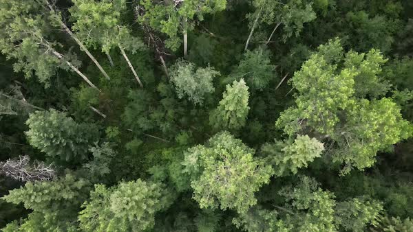 Pristine temperate rainforest, British Columbia, aerial - 4K Rights ...