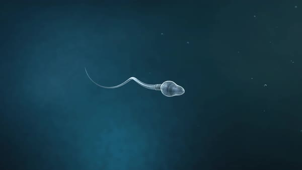 Human sperm cell swimming, animation - 4K Royalty-free Stock Video ...