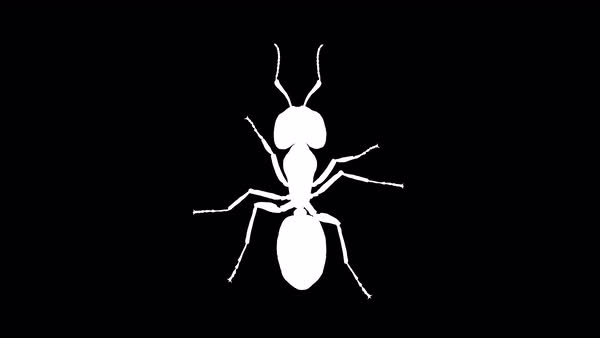Ant Walk Cycle Animated Cutout Stock Video Footage Dissolve