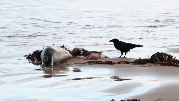 Crow scavenging dead seal, Northumberland, UK - Stock Video Footage ...