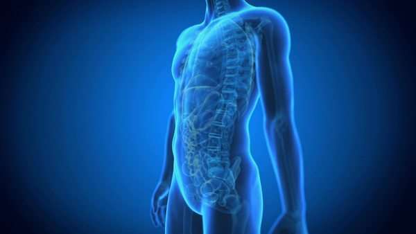 Animation of the anatomy of the abdomen, showing the organs within the ...