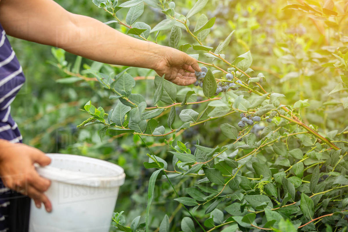 A farmer harvesting or picking fresh blueberries of his huge blueberry ...