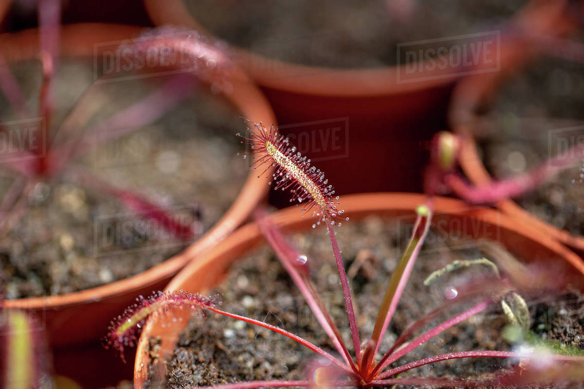 Carnivorous plant catching insects in botanical garden - Royalty-free ...