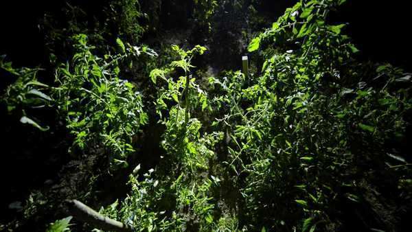 Top view of vegetable plants on garden at night - Stock Video Footage ...