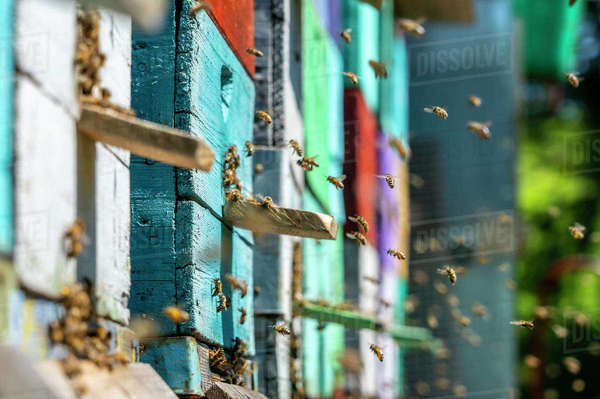 colored bee hives, the bees return to their hives carrying honey with ...