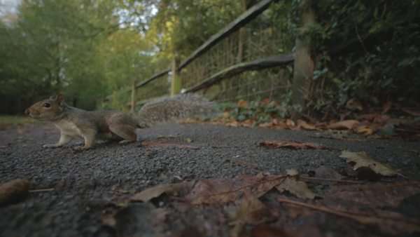 Low angle shot of squirrel scampering through park - Stock Video ...