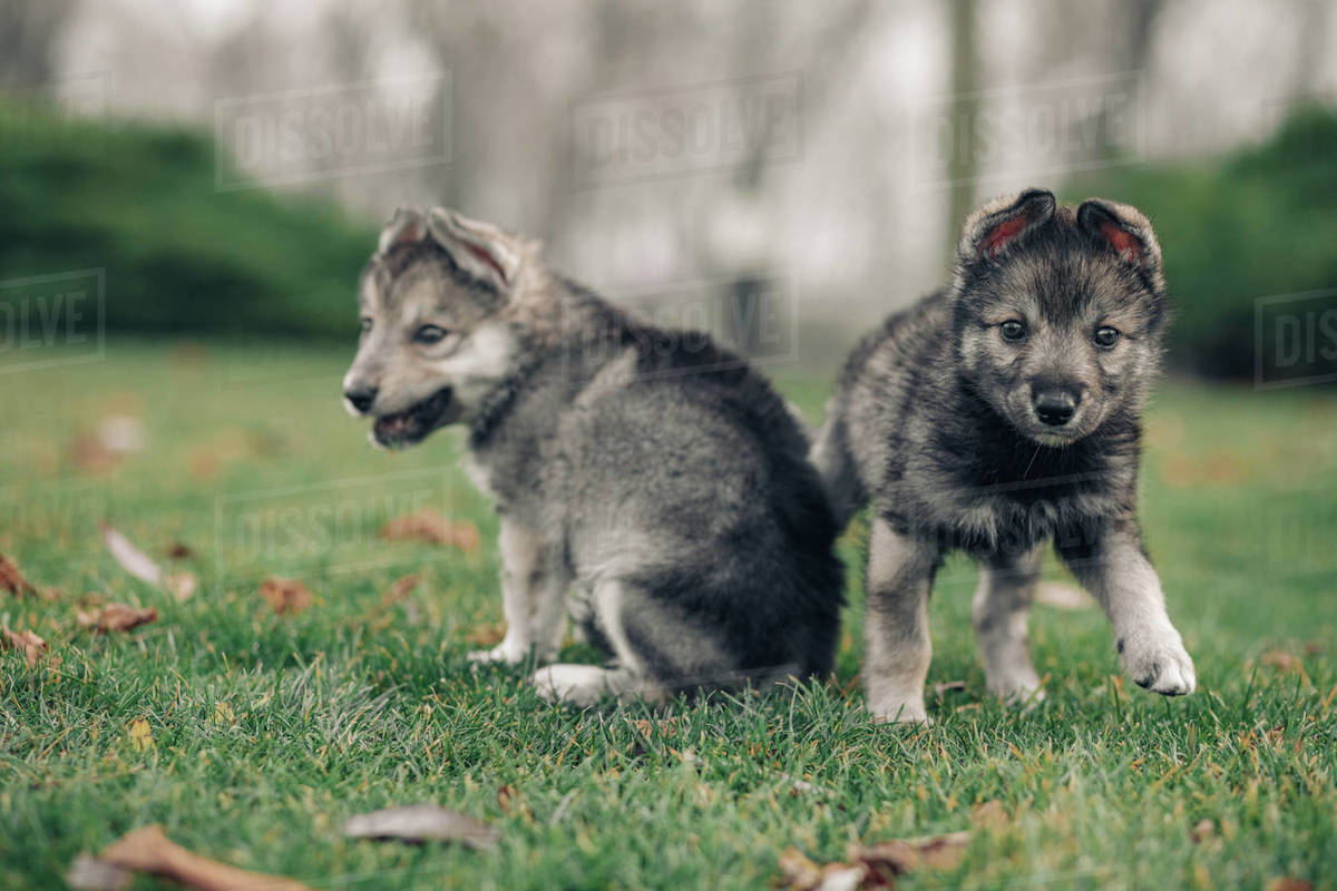 Two small wolf-like puppies are playing on green grass on the lawn ...