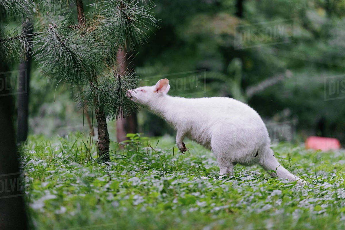 Australian red-necked albino wallaby eating pine tree needles in park ...