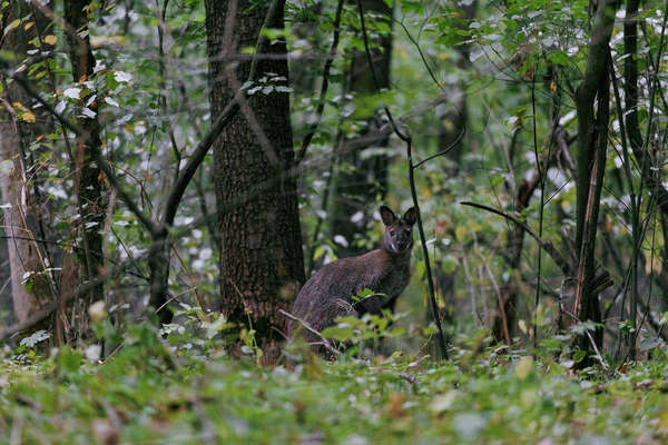 Australian red-necked wallaby sitting and resting under the tree among ...
