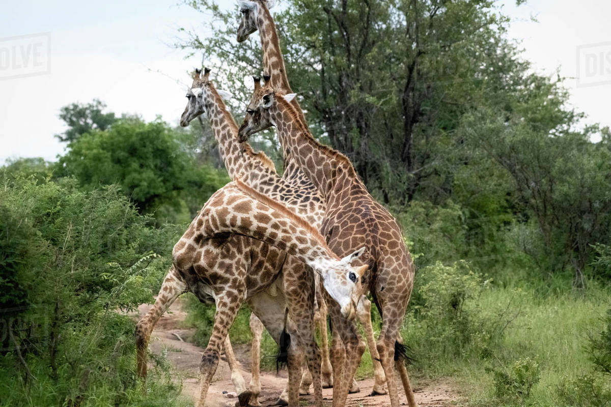 A tower of giraffes with one bending its neck - Royalty-free Stock ...