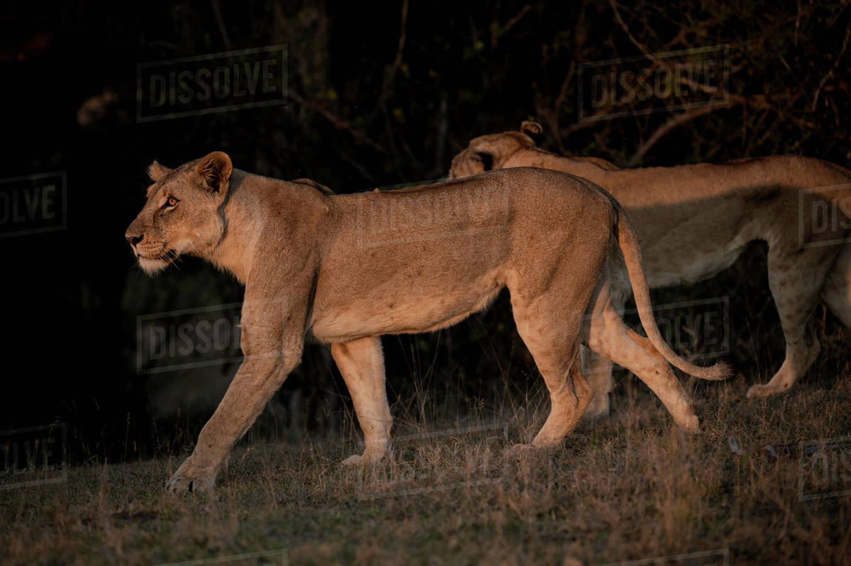 Two lionesses walking at night - Stock Photo - Dissolve