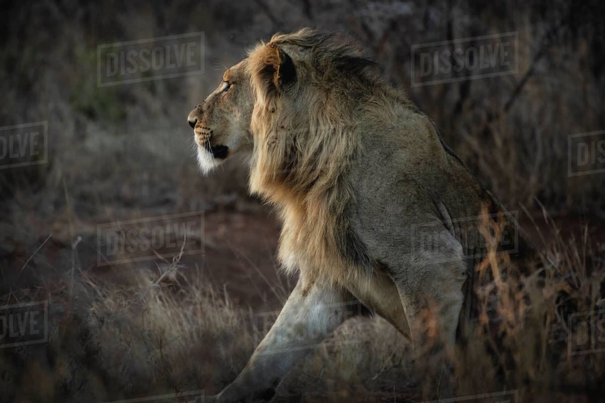 A lion looking out into the distance - Stock Photo - Dissolve