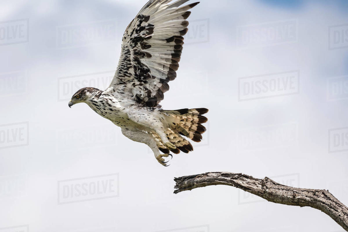 An African hawk eagle with its wings outstretched takes flight from a ...