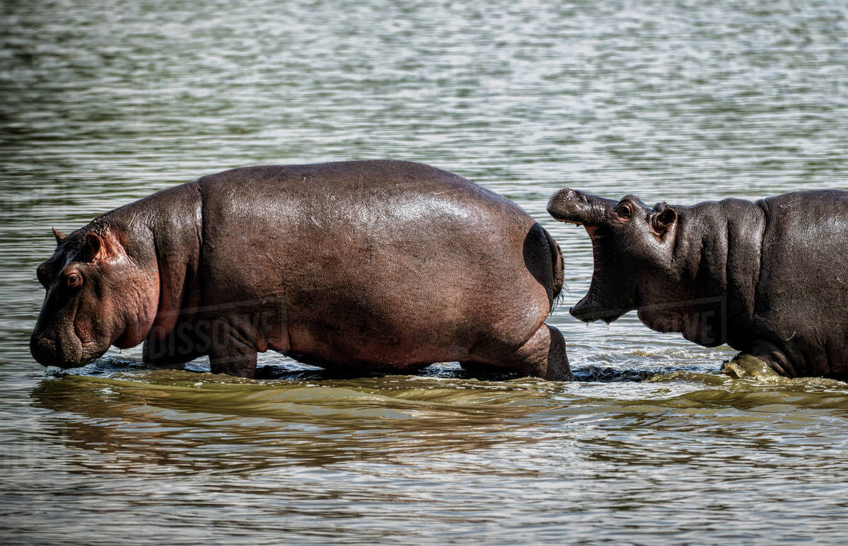 Two hippos playing in the river in the Kruger Park, South Africa ...