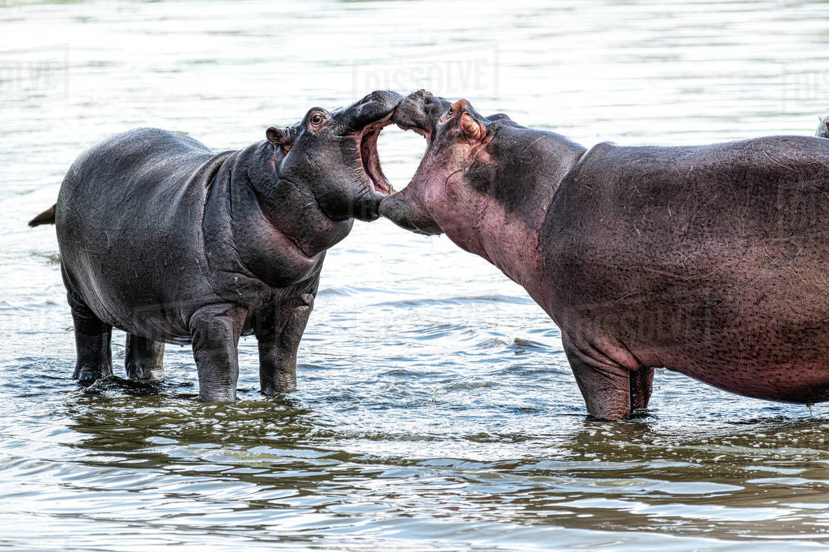 Two hippos playing in the river in the Kruger Park, South Africa ...