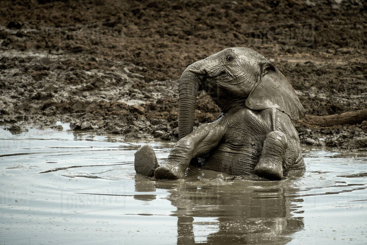 A baby elephant wallowing in water, Madikwe Game Reserve - Royalty-free ...