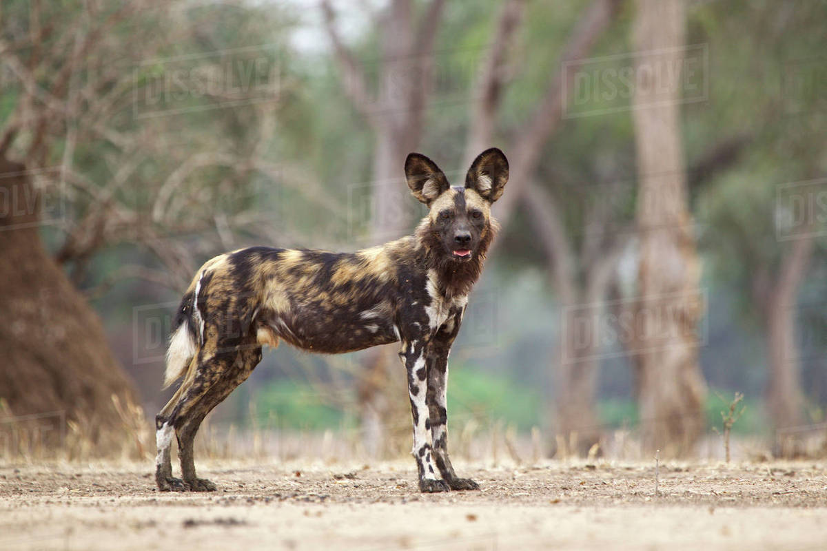 African wild dog in Mana Pools, Zimbabwe - Royalty-free Stock Photo ...