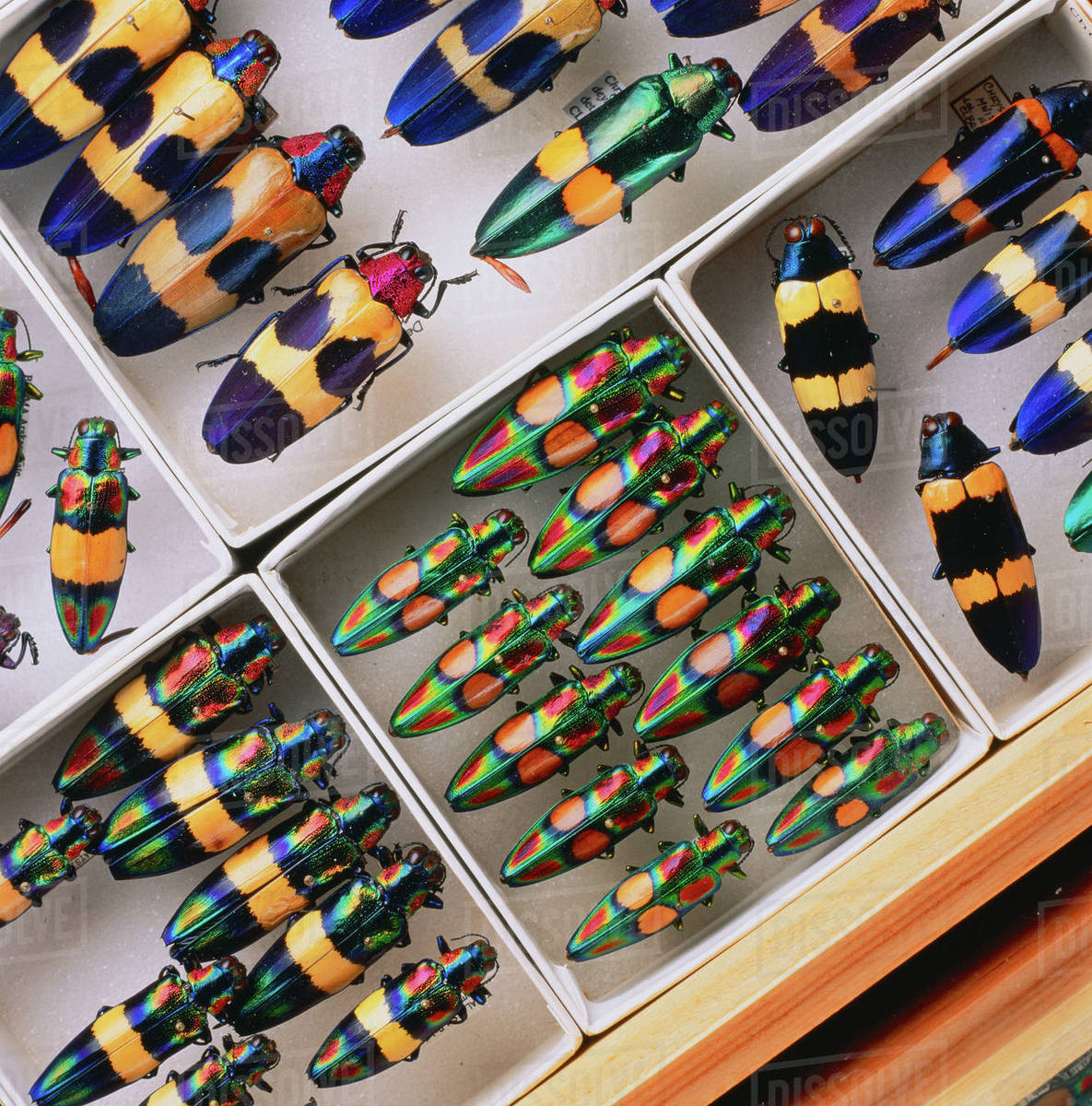 Collection of Colorful Beetles - Royalty-free Stock Photo | Dissolve