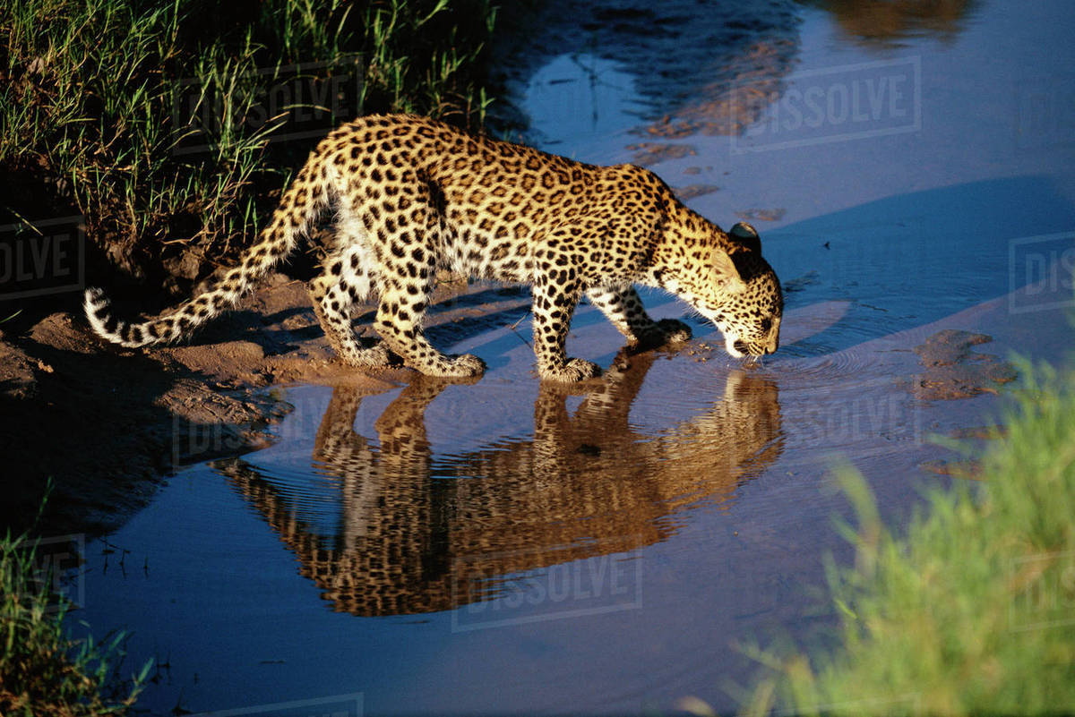 Leopard Drinking Water - Stock Photo - Dissolve