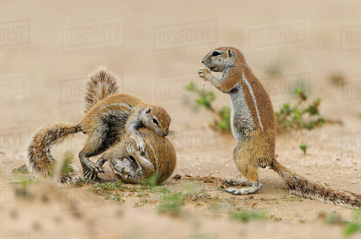 Two squirrels, spurred on by a third companion, quarrel in the ...