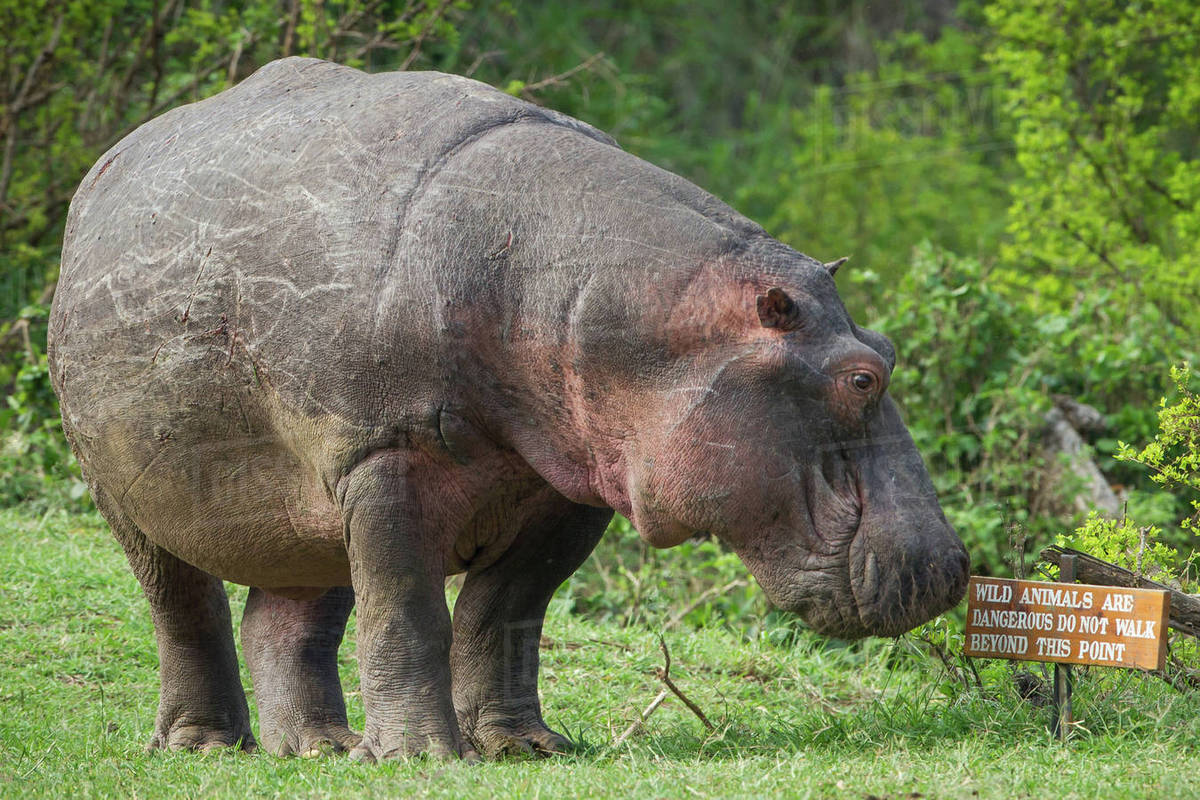 An inquisitive hippo seems unfazed as he looks at a dangerous animals ...
