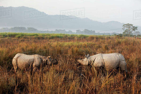 Male and female rhino facing one another - Royalty-free Stock Photo ...
