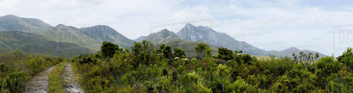 Panorama of Grootvadersbosch landscape - Stock Photo - Dissolve
