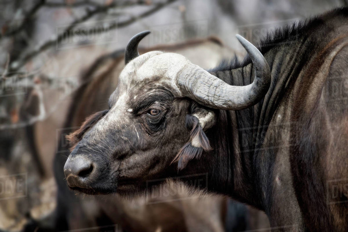 Head and shoulders of an African buffalo - Royalty-free Stock Photo ...