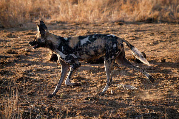 African wild dog loping across a dusty patch - Royalty-free Stock Photo ...