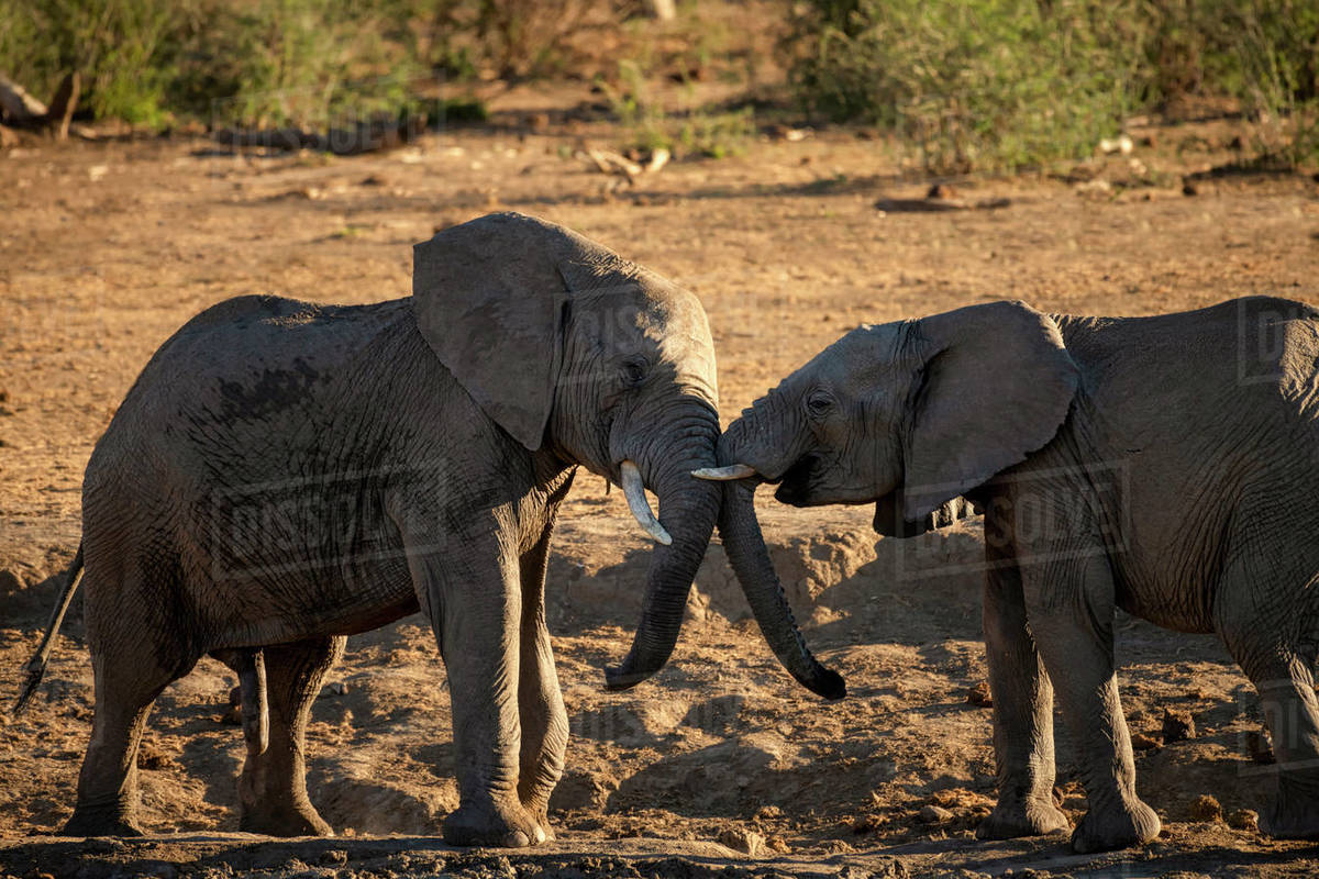 Two juvenile male elephants play fighting - Royalty-free Stock Photo ...