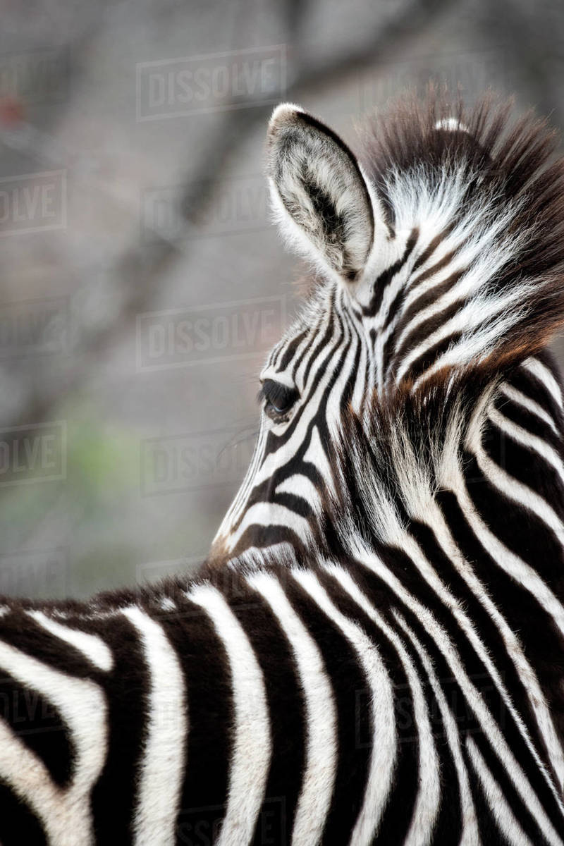 A zebra's mane - Royalty-free Stock Photo | Dissolve